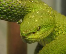 Vit-lipped orm Trimeresurus - Sidor [1] - World uppslagsverk kunskap