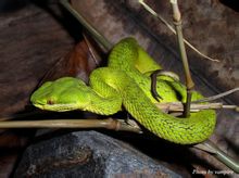 Vit-lipped orm Trimeresurus - Sidor [1] - World uppslagsverk kunskap