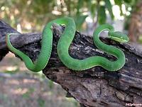 Vit-lipped orm Trimeresurus - Sidor [1] - World uppslagsverk kunskap