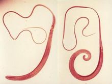 Trikiner - Sidor [1] - World uppslagsverk kunskap